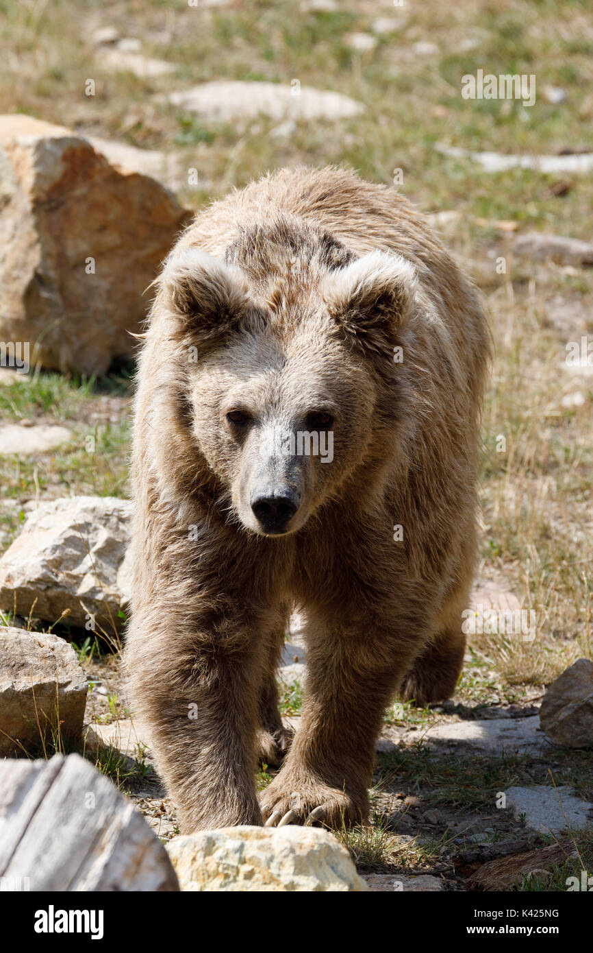 Himalayan brown bear (Ursus arctos isabellinus), also known as the ...