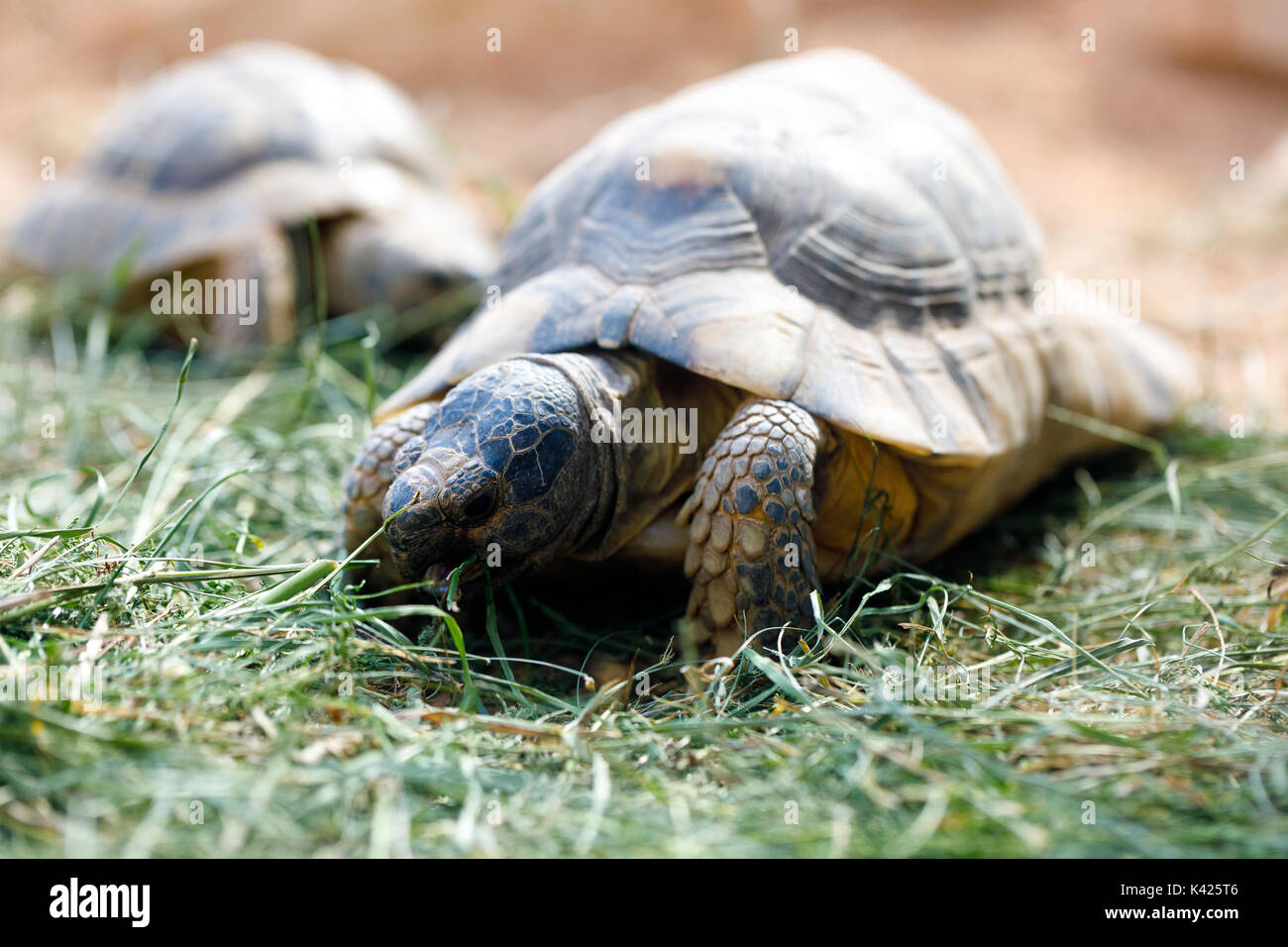 Central asian tortoise testudo horsfieldii hi-res stock photography and ...