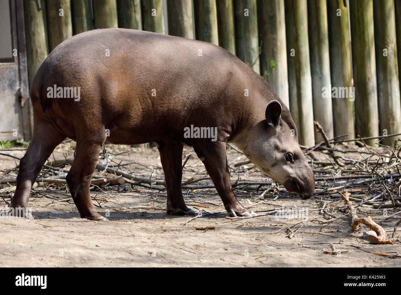 South American tapir (Tapirus terrestris), Brazilian tapir. The lowland ...