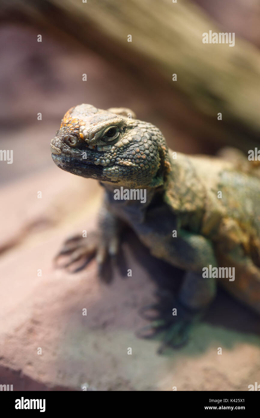 African spiny tailed lizard uromastyx hi-res stock photography and ...