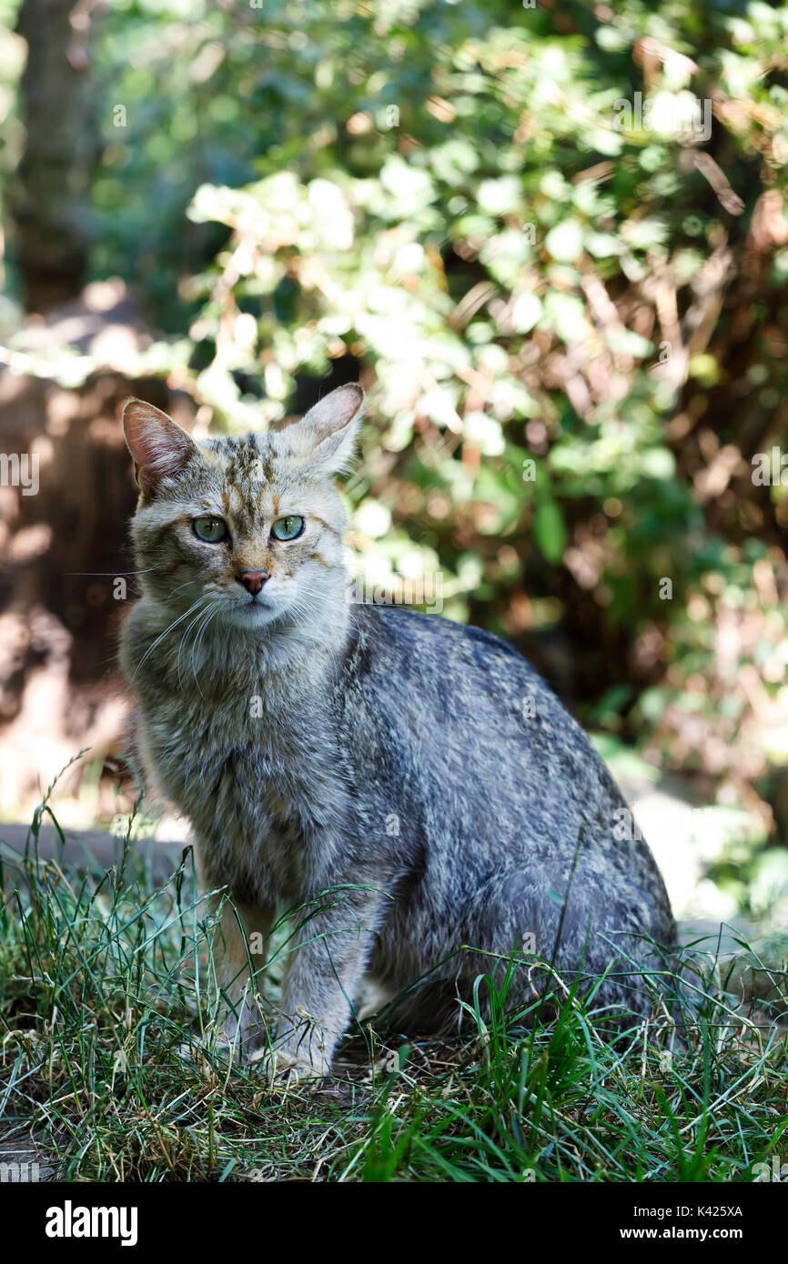 close-up portrait of wildcat (Felis silvestris). Small cat native to ...