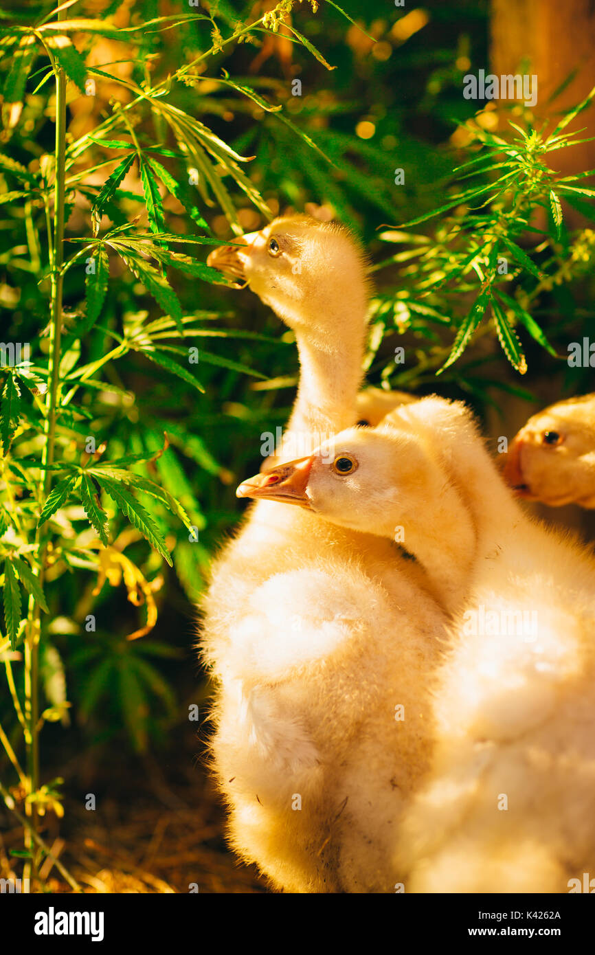 Five young goose together sit on the grass Stock Photo - Alamy