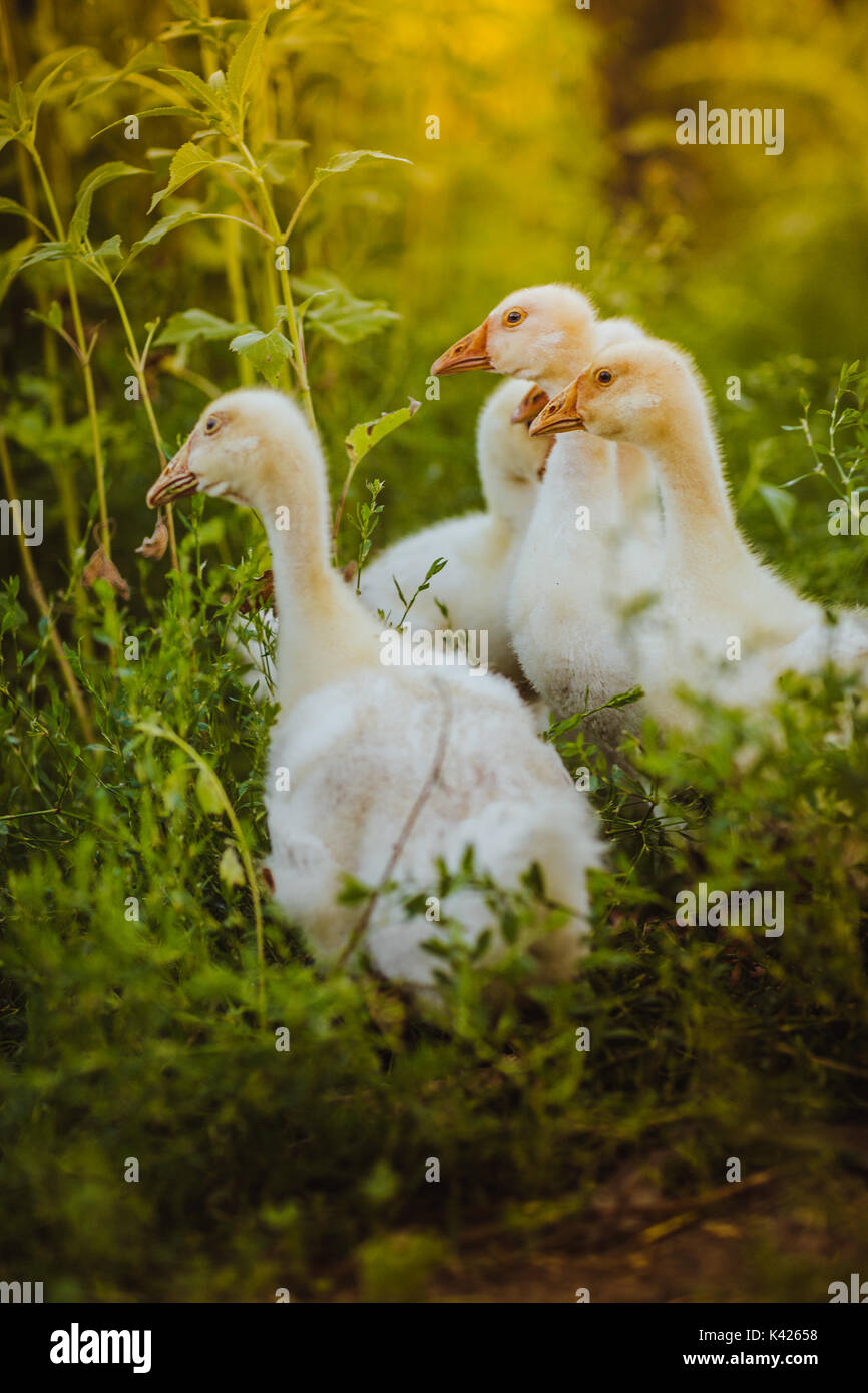 Five young goose together sit in the grass Stock Photo - Alamy