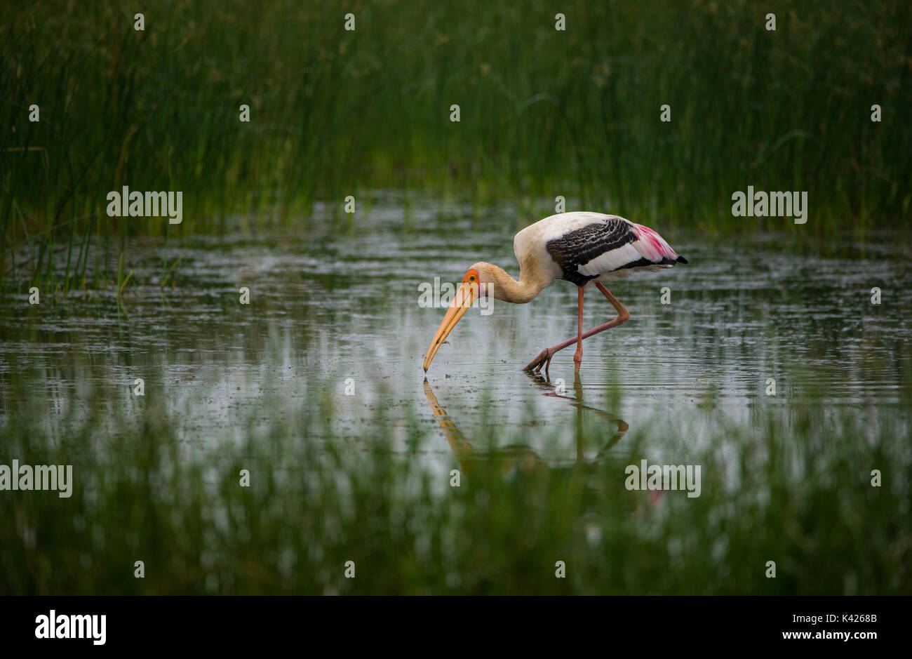 Painted Stork Bird with fish in water Stock Photo - Alamy
