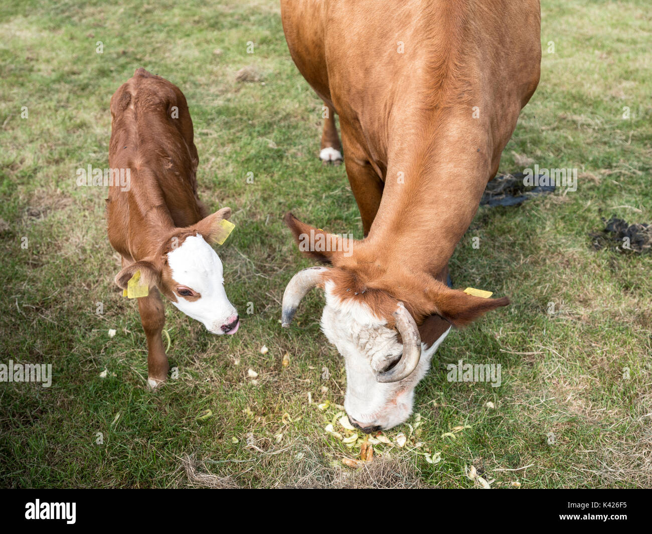 brown cow and calf with white face in grass feeding on apple slices ...