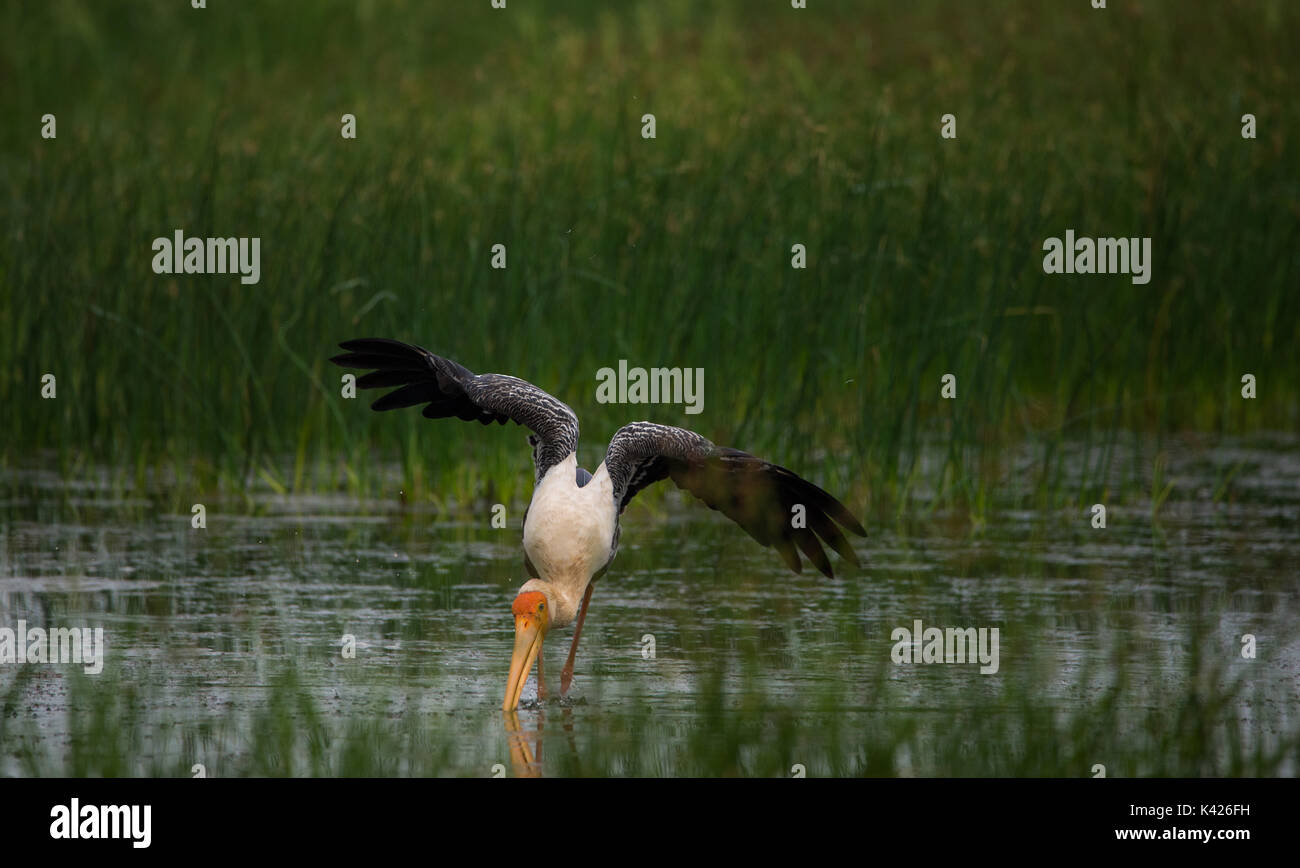 Painted Stork Bird in the river with open wings Stock Photo - Alamy
