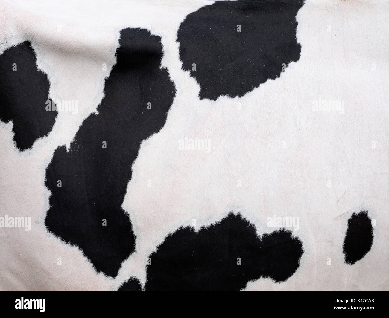black spots on white cowhide of domestic price cow in the netherlands ...