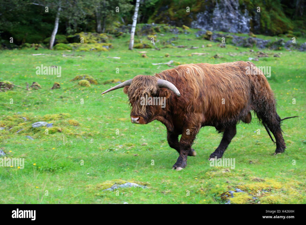 Highland cattle in Norway Stock Photo - Alamy