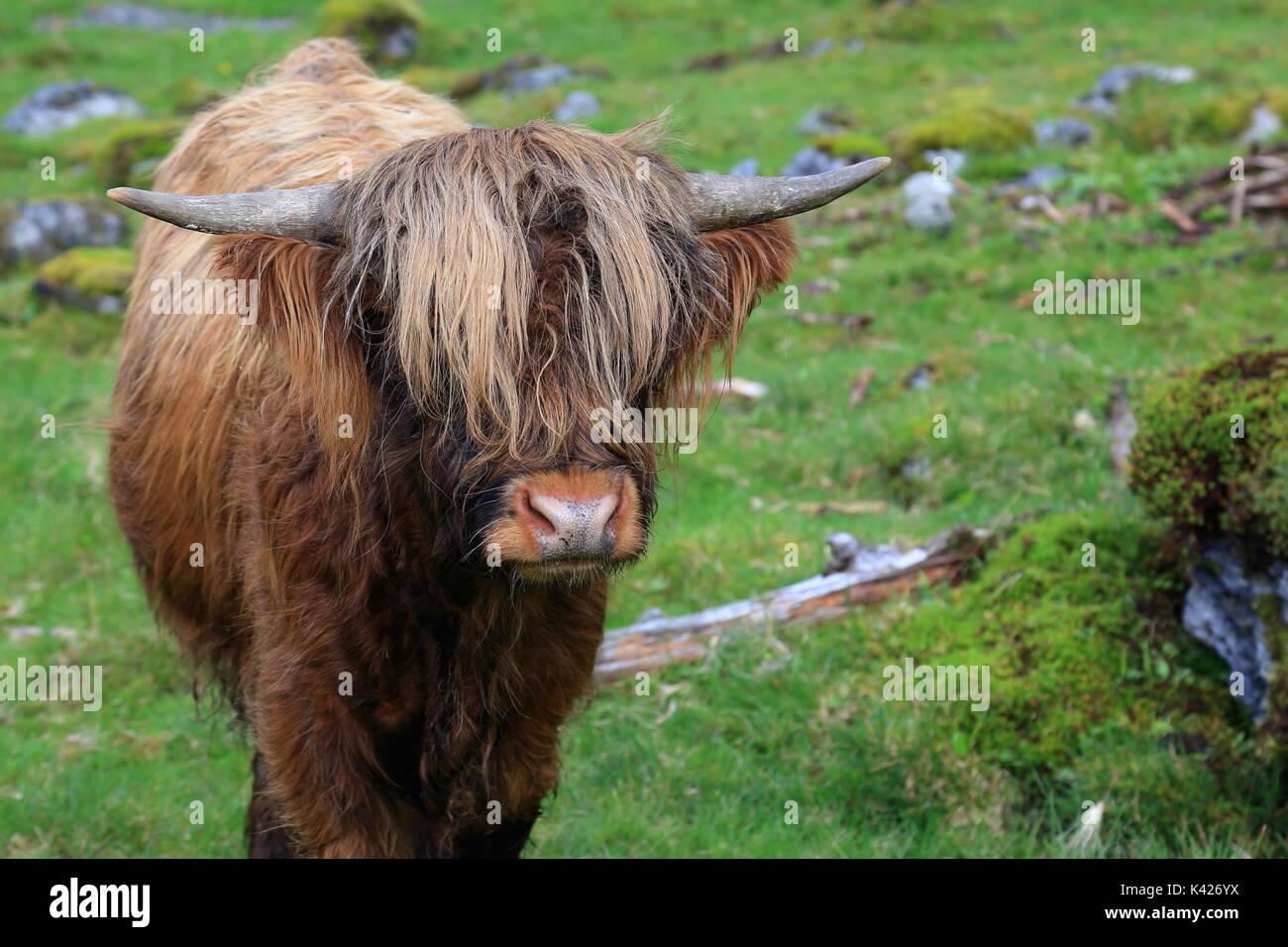 Brindle cow hi-res stock photography and images - Alamy
