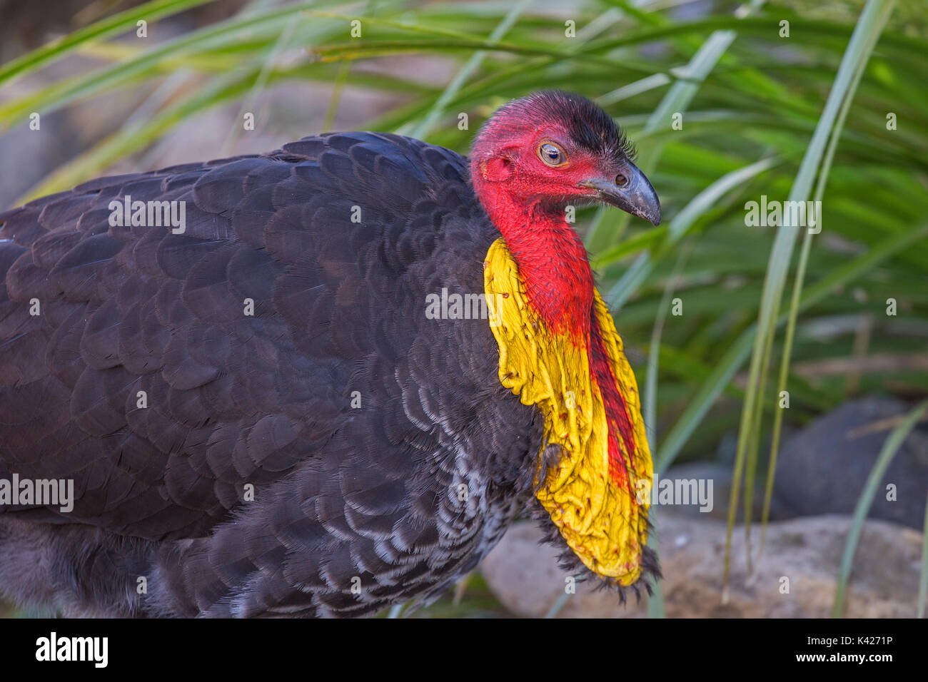 Australian wild turkey hi-res stock photography and images - Alamy