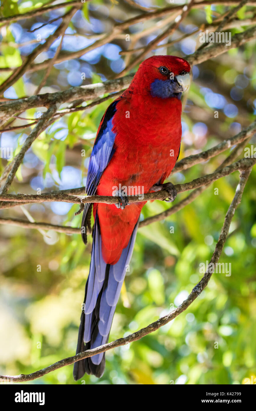 Australian birds crimson rosella hi-res stock photography and images ...