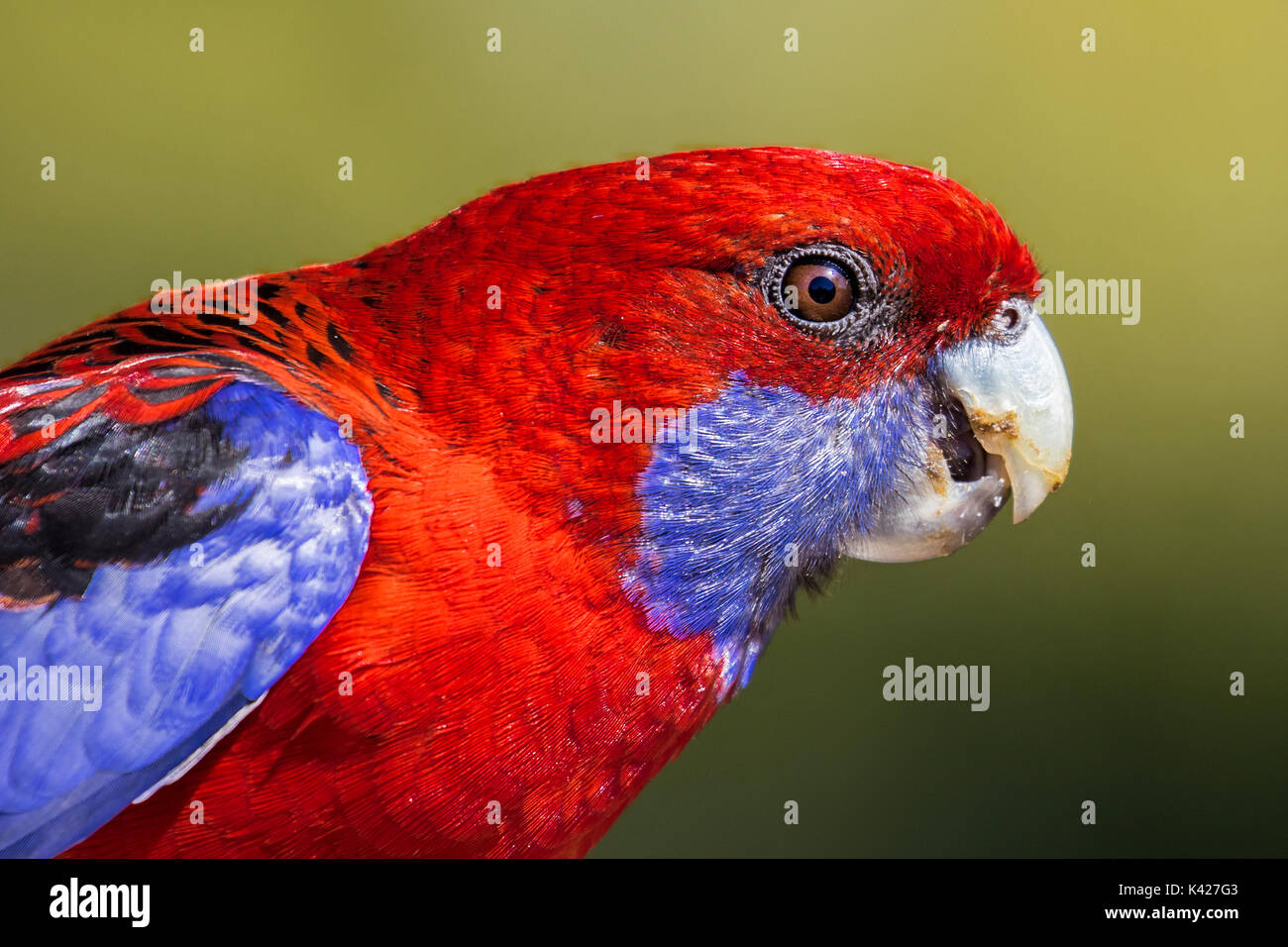 Australian rosella hi-res stock photography and images - Alamy