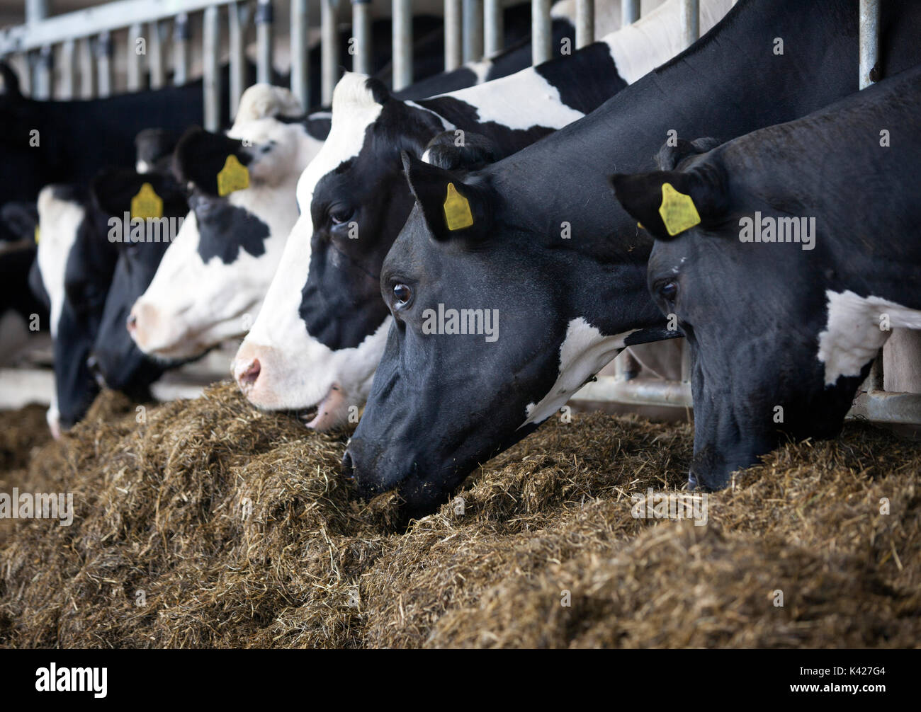 heads of black and white holstein cows feeding on grass in stable in ...