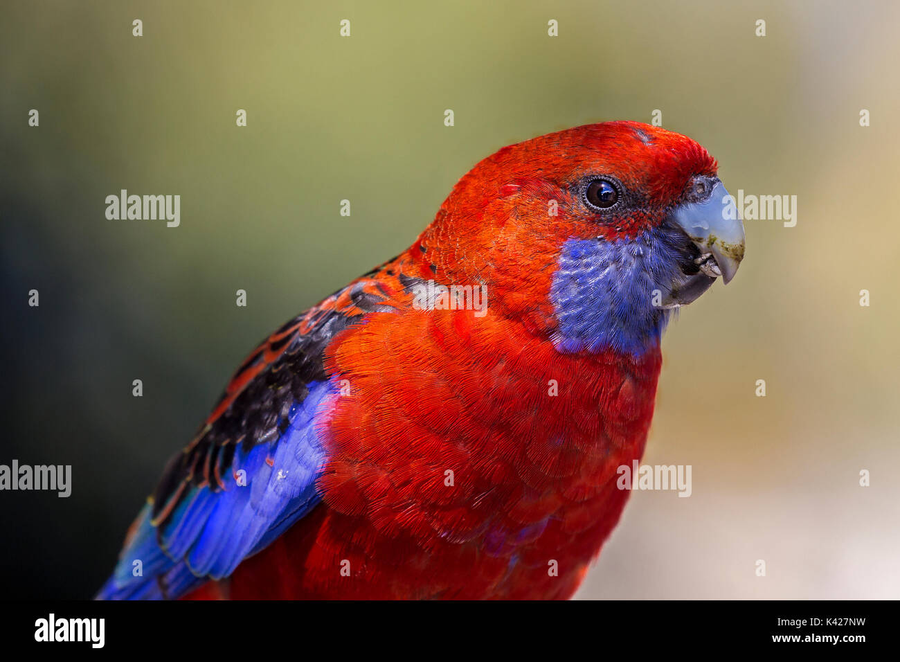 Australian rosella hi-res stock photography and images - Alamy