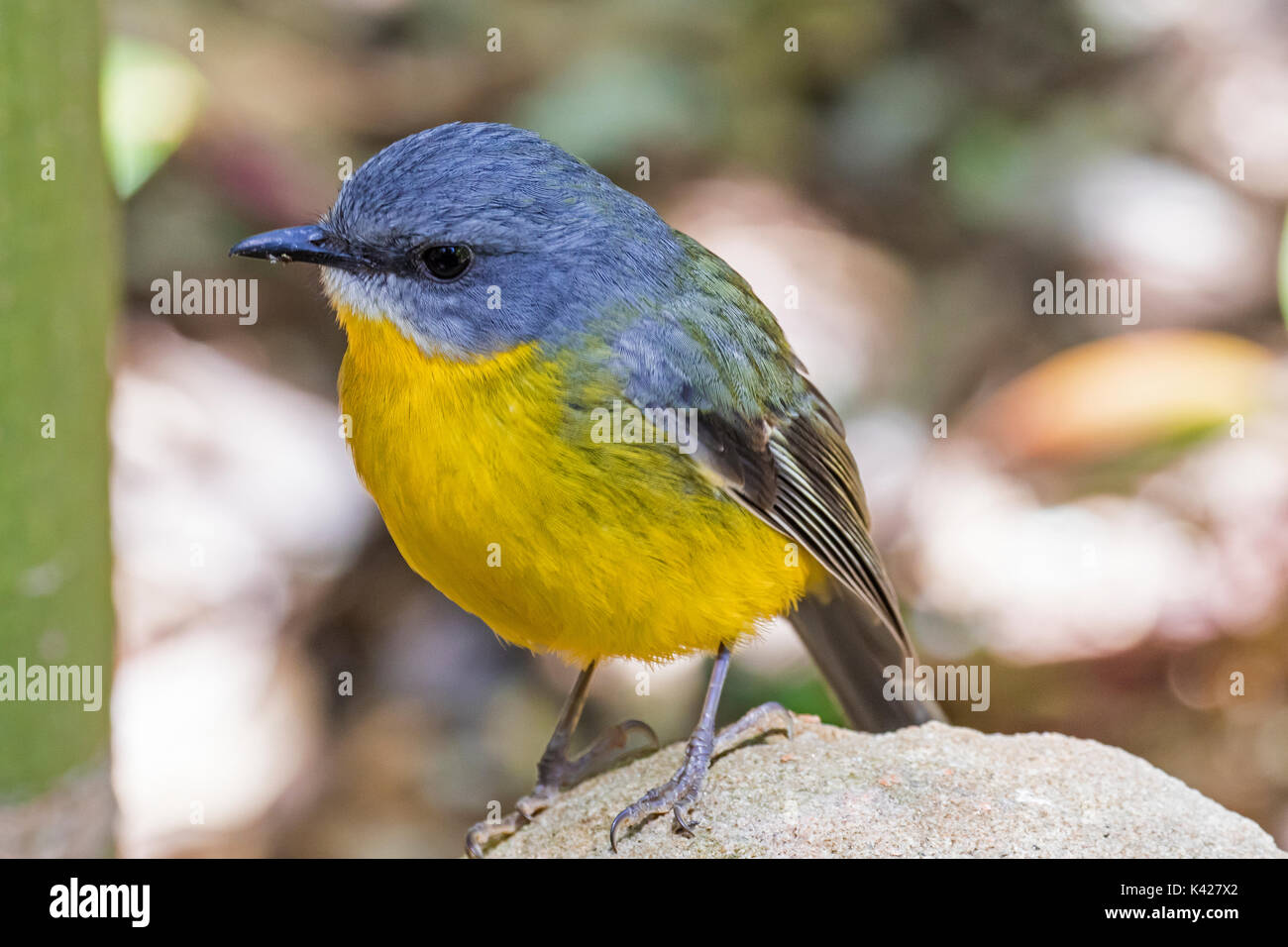 Eastern Yellow Robin Stock Photo - Alamy