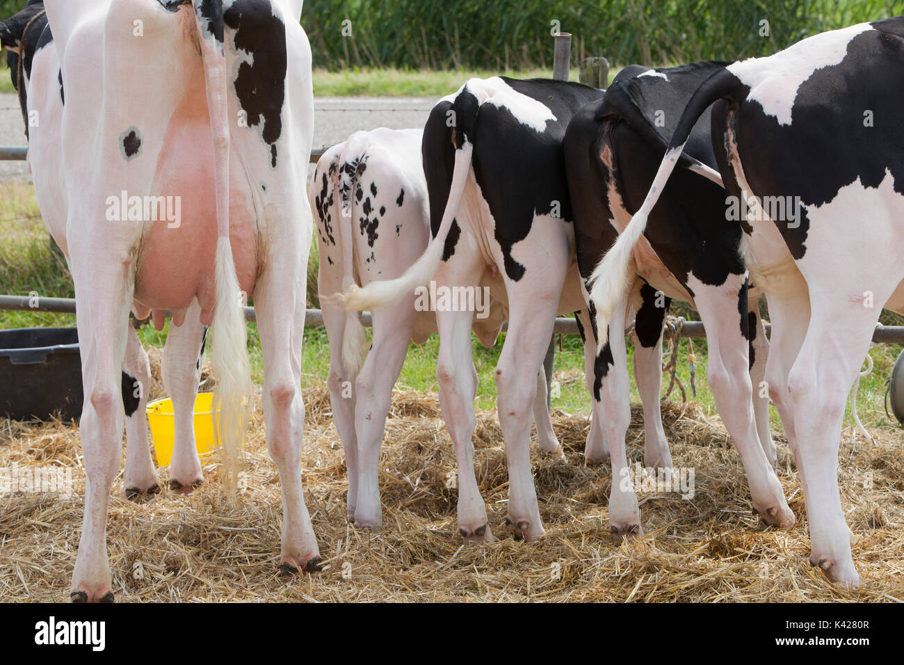 Large udder hi-res stock photography and images - Alamy