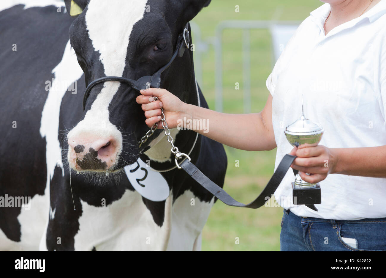 closeup of prize winning cow and woman holding trophy Stock Photo - Alamy