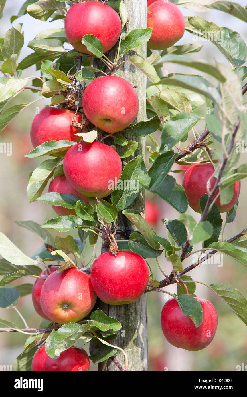 red ripe apples on tree in dutch orchard in the netherlands Stock Photo ...