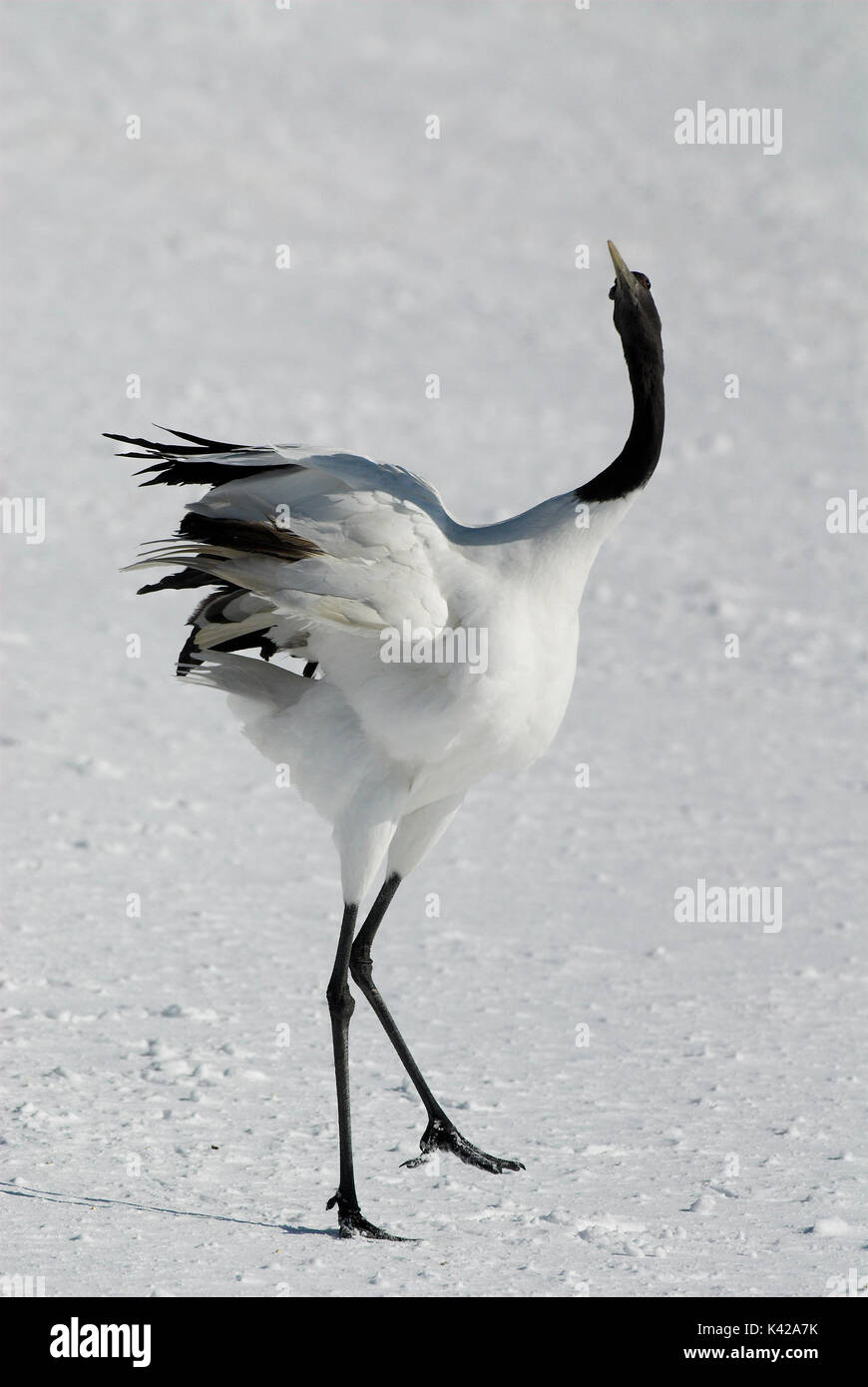 Red Crowned Crane, Grus japonensis, dancing, displaying, wings open ...