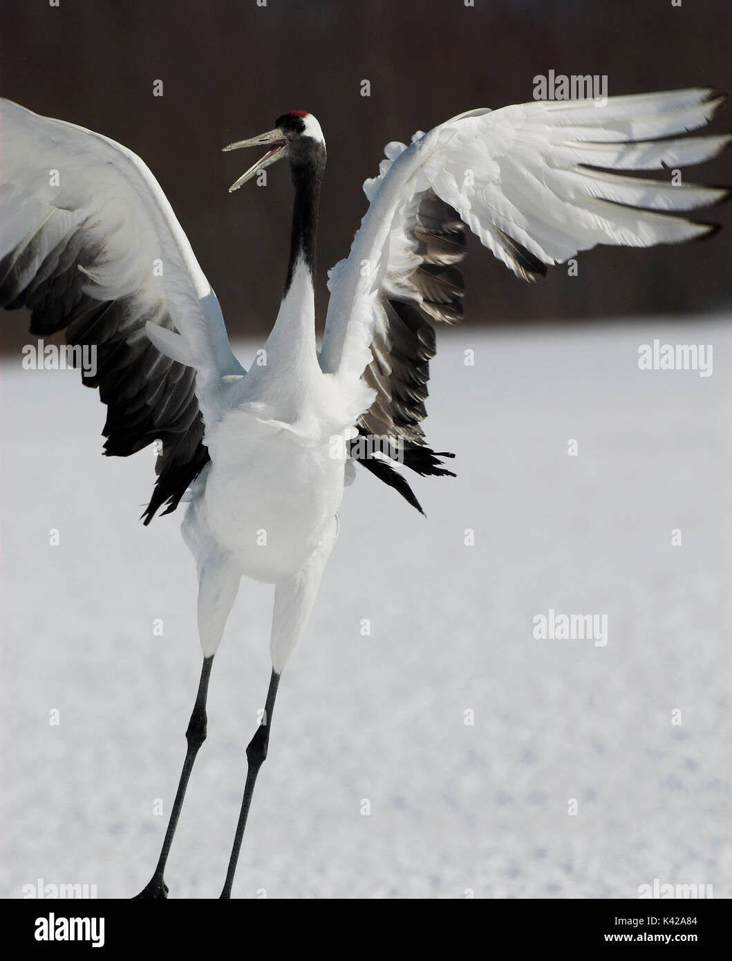 Red Crowned Crane, Grus japonensis, dancing, displaying, wings open ...