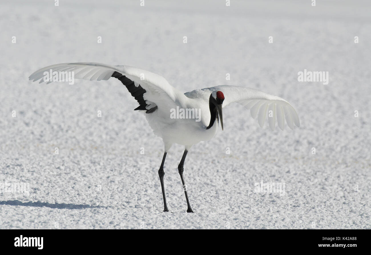 Red Crowned Crane, Grus japonensis, dancing, displaying, wings open ...