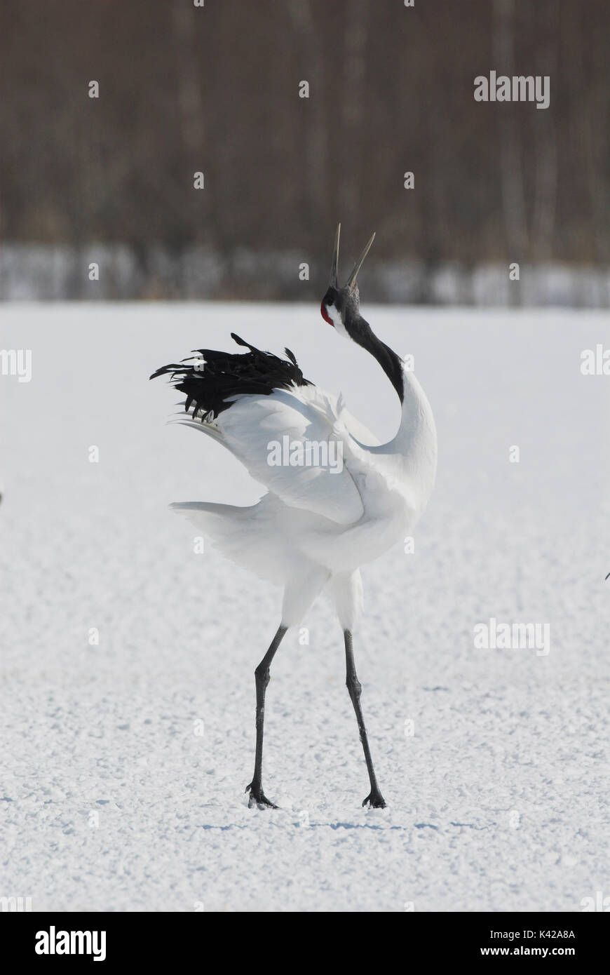 Red Crowned Crane, Grus japonensis, dancing, displaying, wings open ...