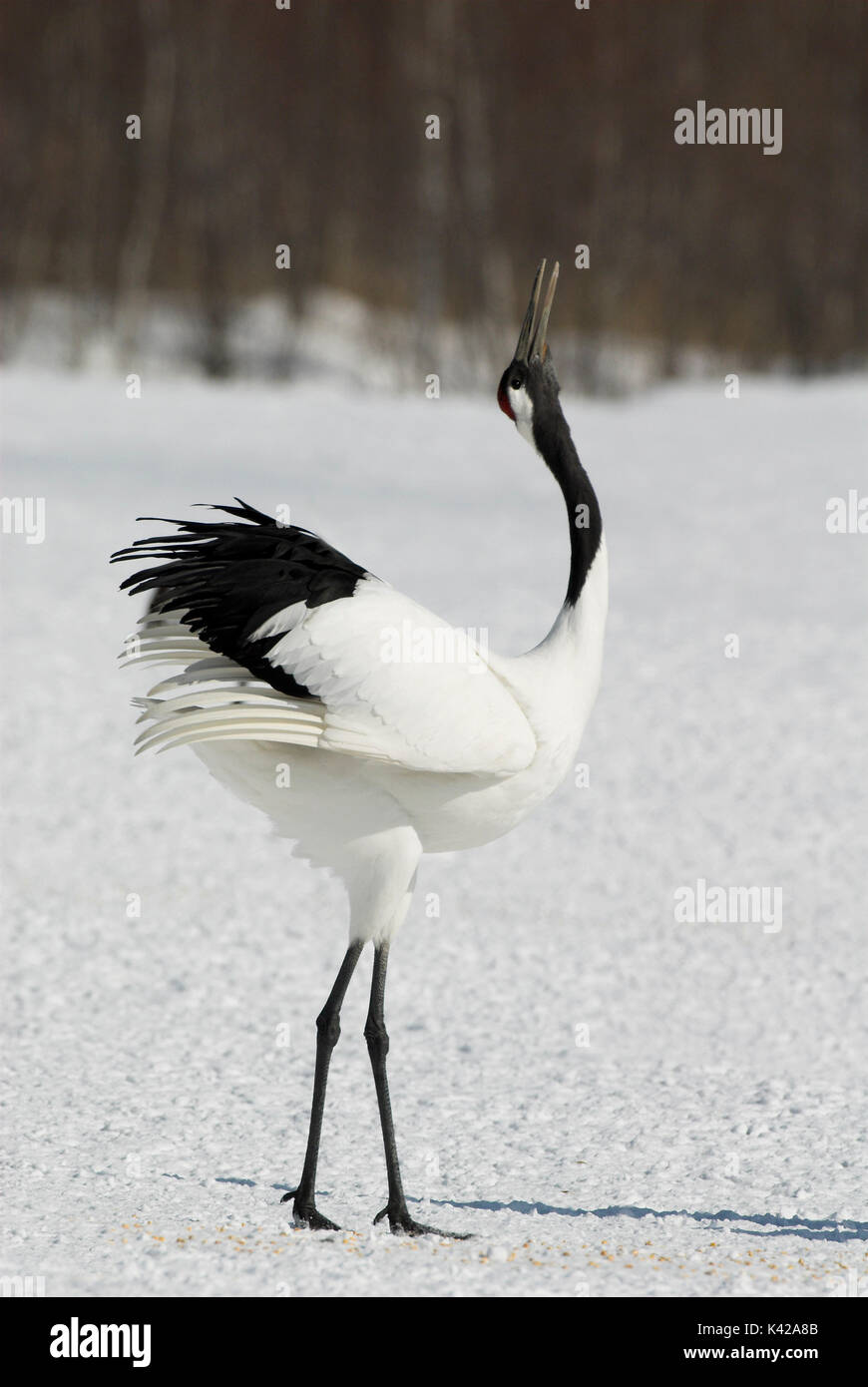 Red Crowned Crane, Grus japonensis, dancing, displaying, wings open ...
