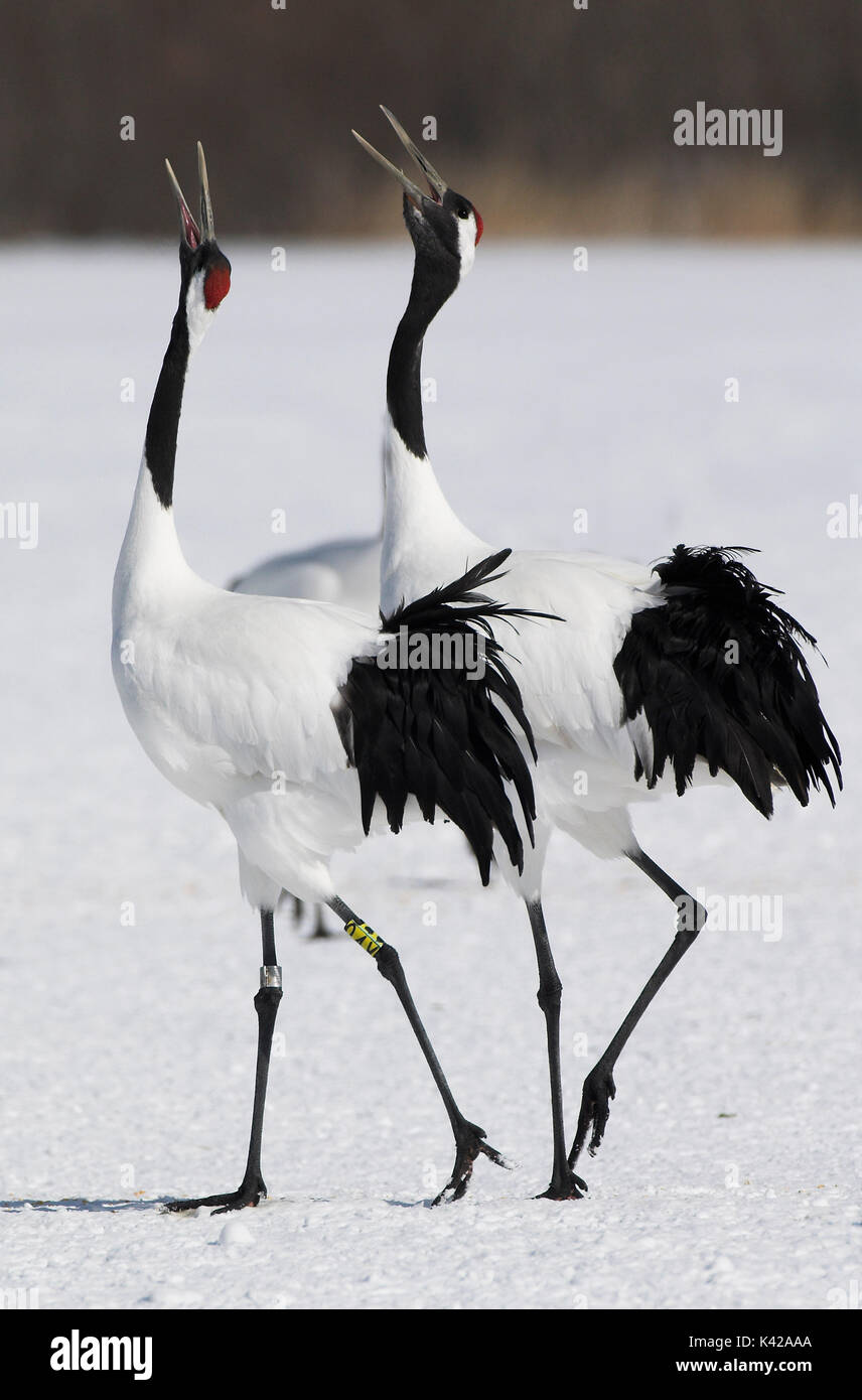 Asian Cranes Birds