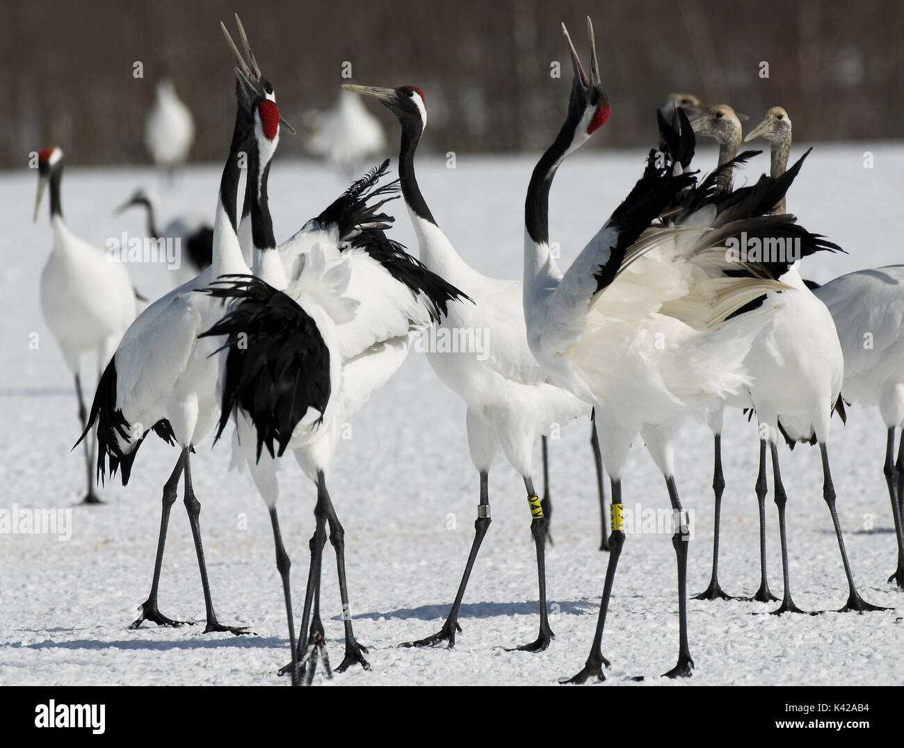 Asian Cranes Birds
