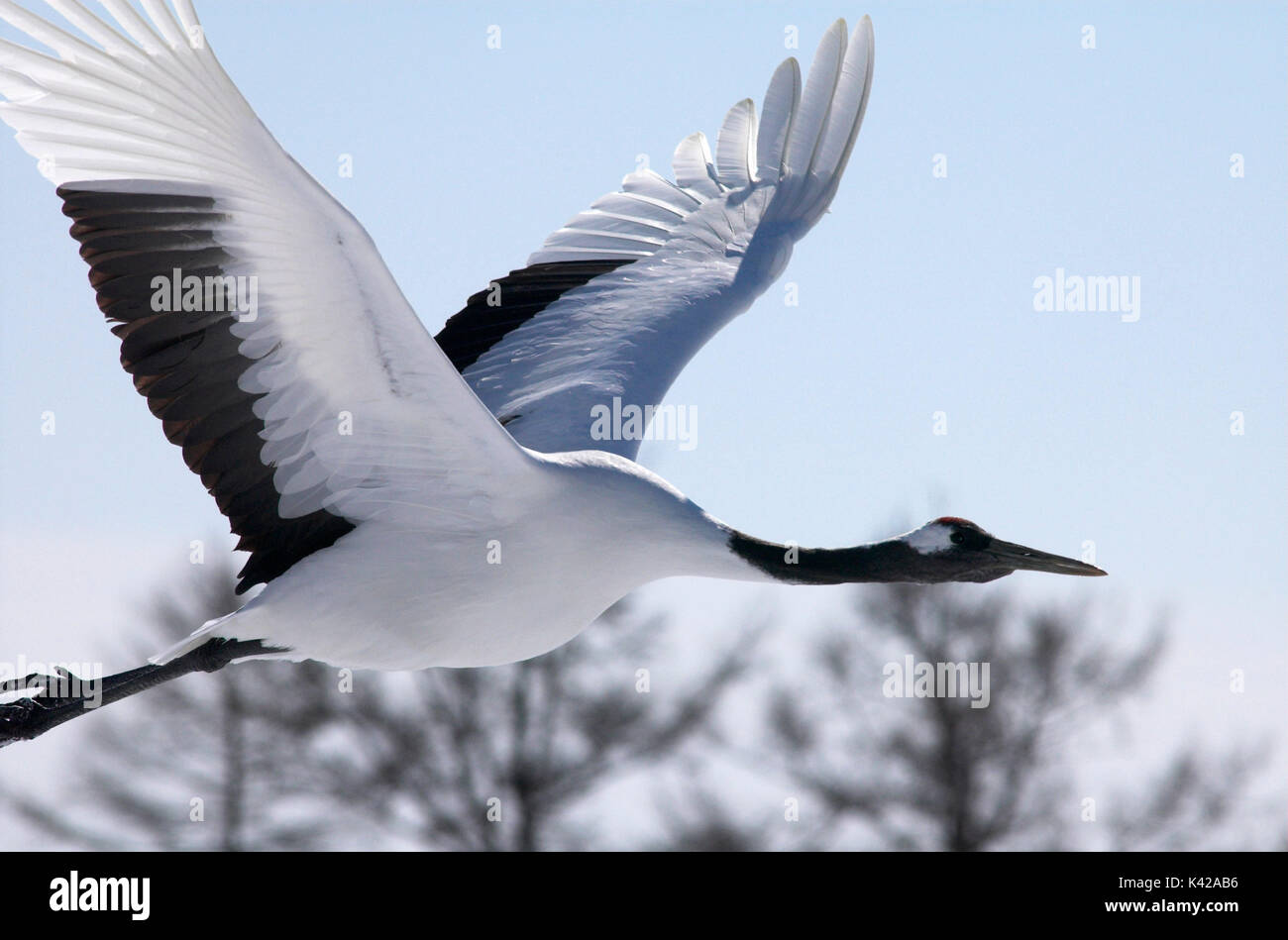 Red Crowned Crane, Grus japonensis, in flight, flying Hokkaido Island ...