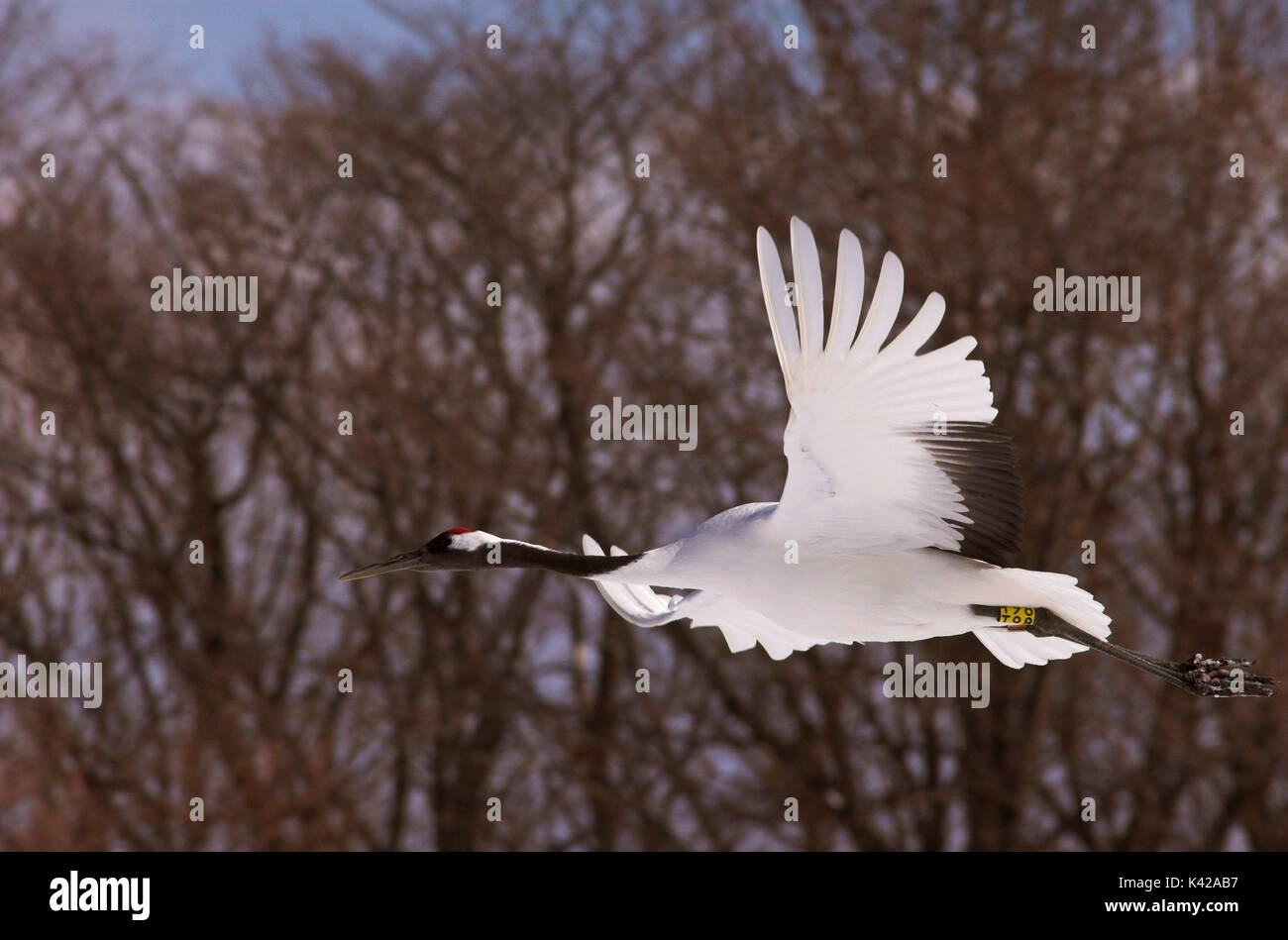 Red Crowned Crane, Grus japonensis, in flight, flying Hokkaido Island ...