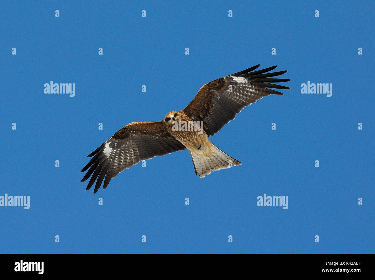 Black Kite, Milvus migrans, flying, Hokkaido Island, Japan, japanese ...
