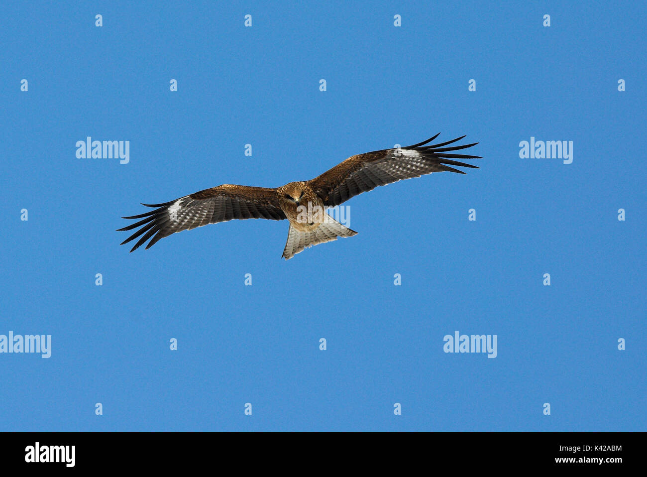 Black Kite, Milvus migrans, flying, Hokkaido Island, Japan, japanese ...