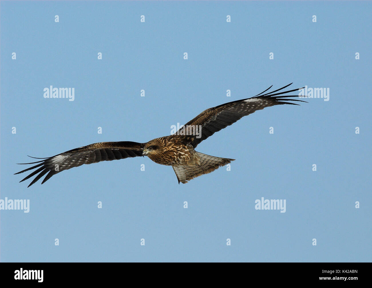 Japanese birds of prey hi-res stock photography and images - Alamy