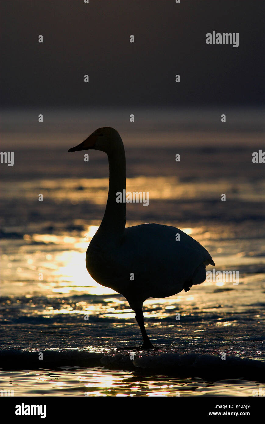 Whooper swan, Cygnus cygnus, standing on one leg resting, backlight by ...