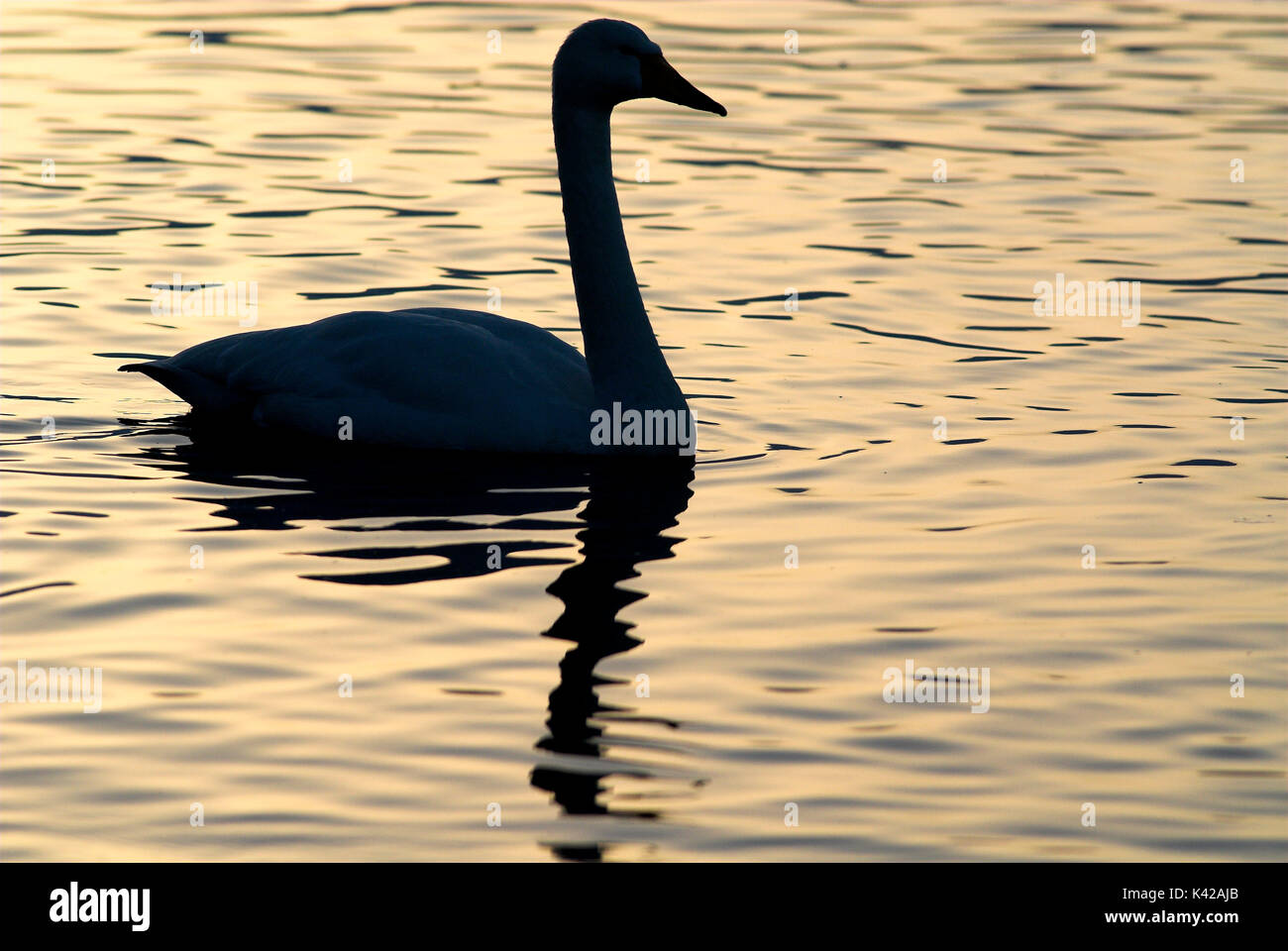 Whooper swan, Cygnus cygnus, floating, swimming on water, backlight by ...