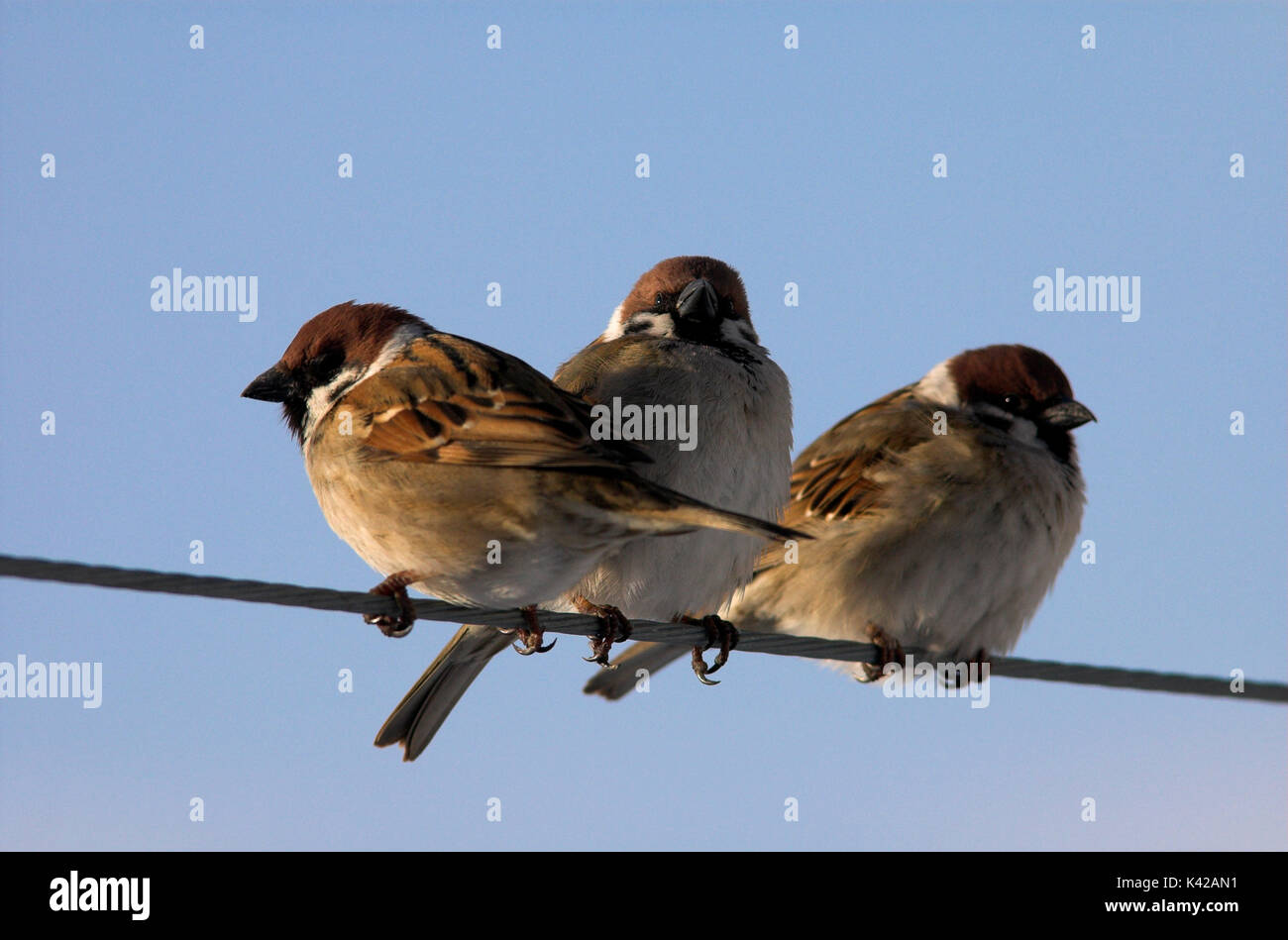 Japanese sparrows hi-res stock photography and images - Alamy