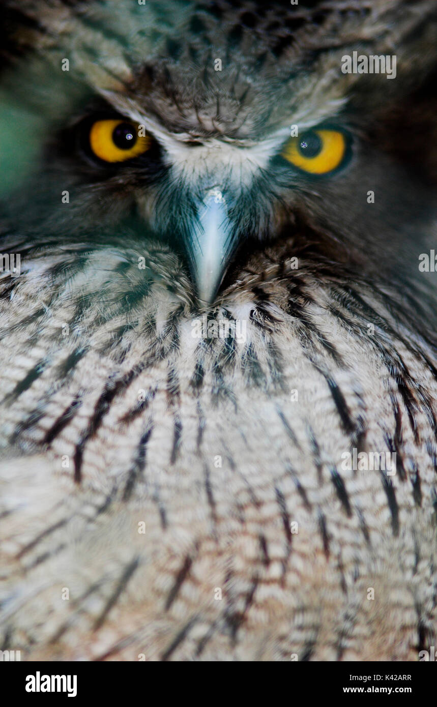 Blakiston's fish owl japan hi-res stock photography and images - Alamy