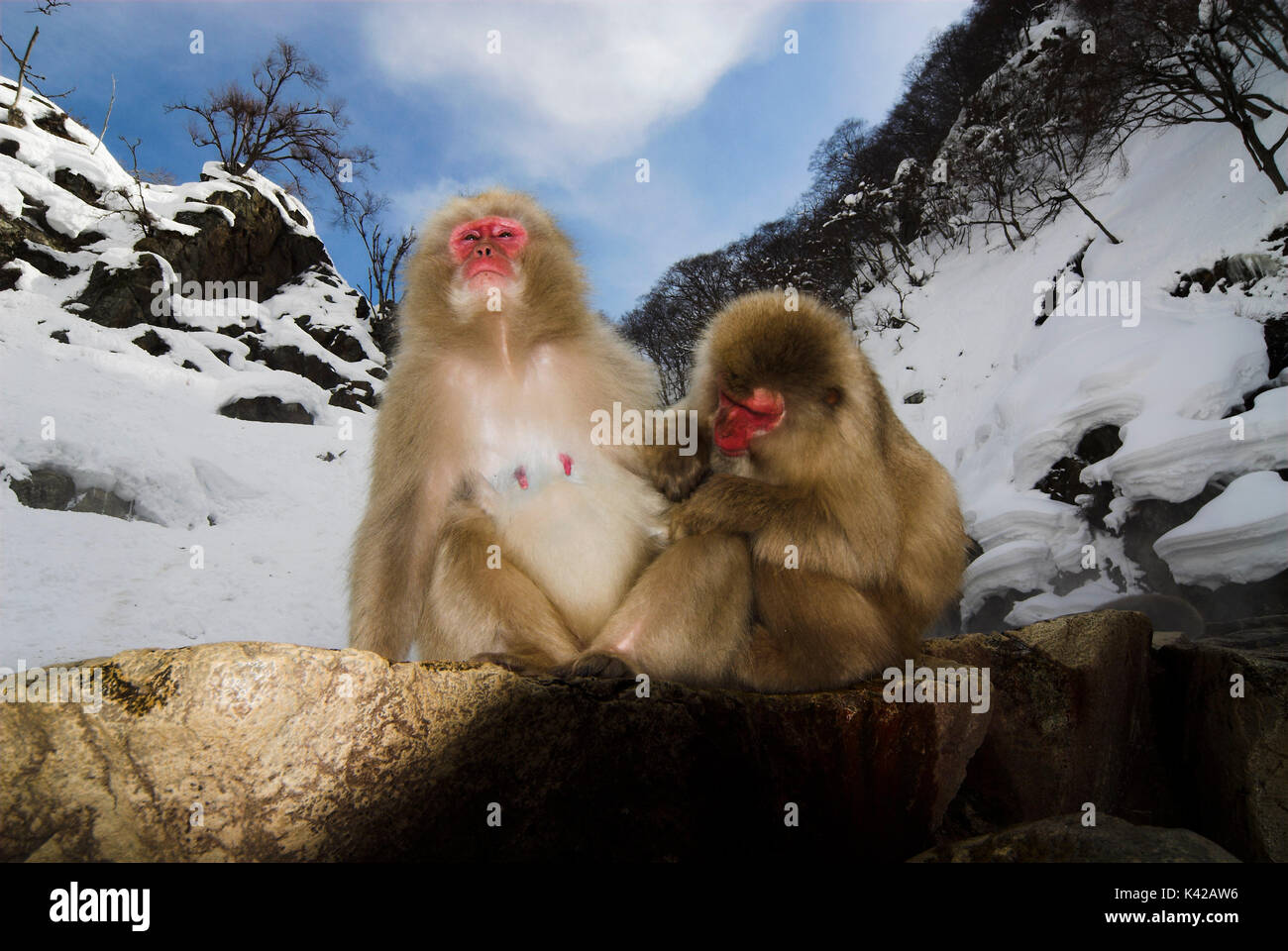 Japanese Macaque, Macaca, fuscata, adult grooming one another ...