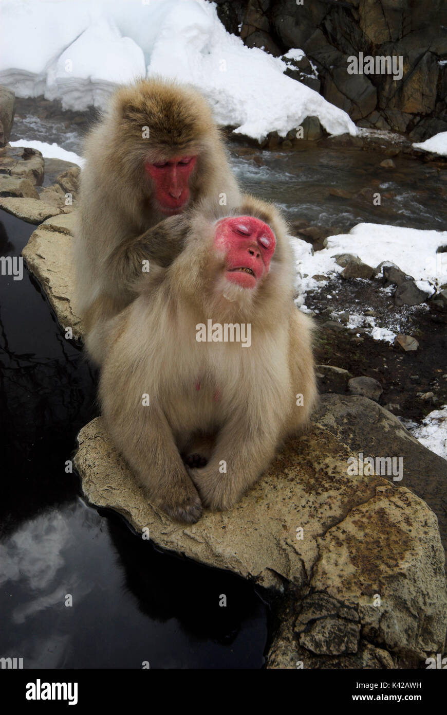 Japanese Macaque, Macaca, fuscata, adult grooming one another ...