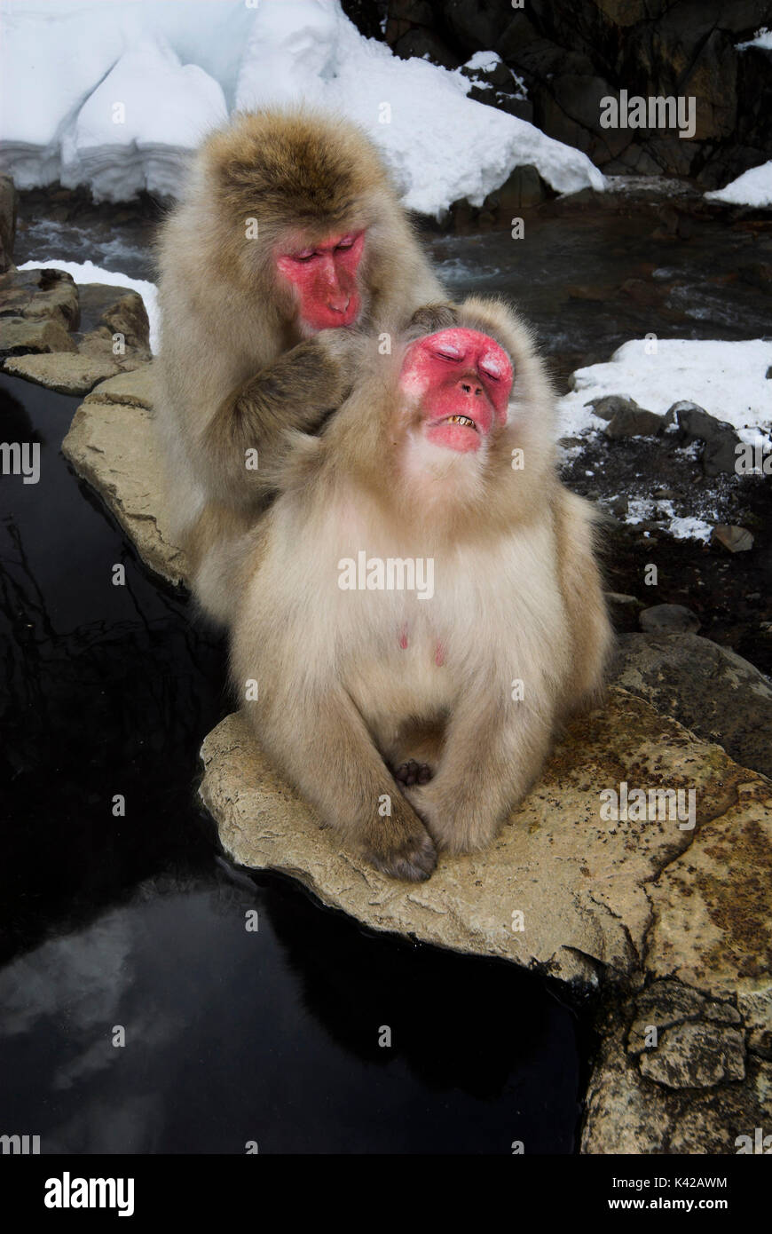 Japanese Macaque, Macaca, fuscata, adult grooming one another ...