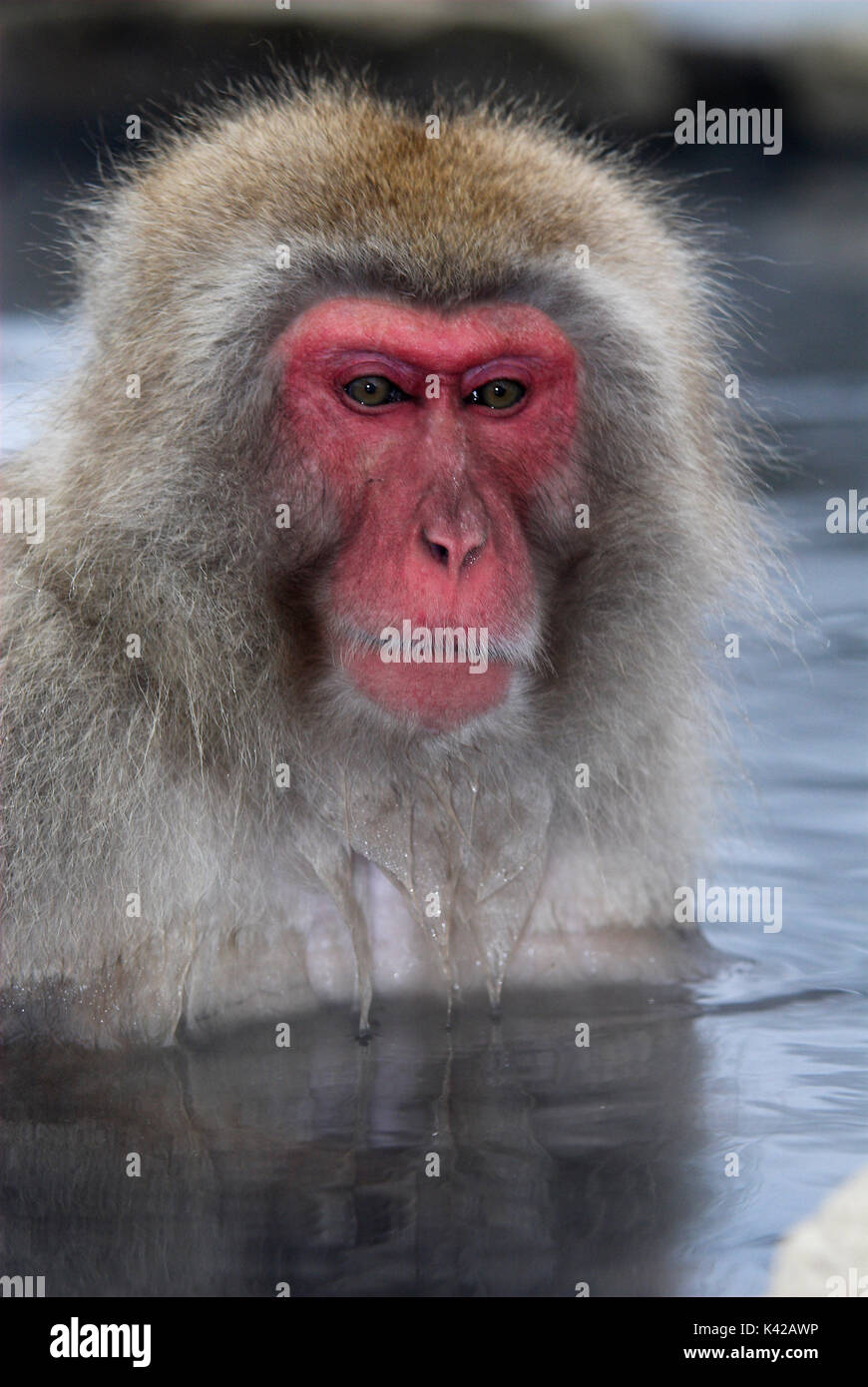 Japanese Macaque, Macaca, fuscata, adult bathing in hot spring water ...