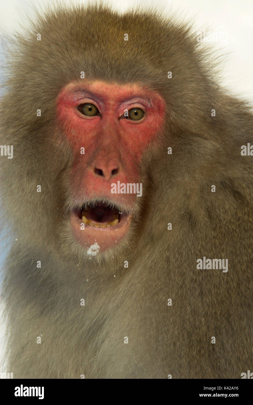 Japanese Macaque, Macaca, fuscata, portrait, mouth open in alarm, hot ...