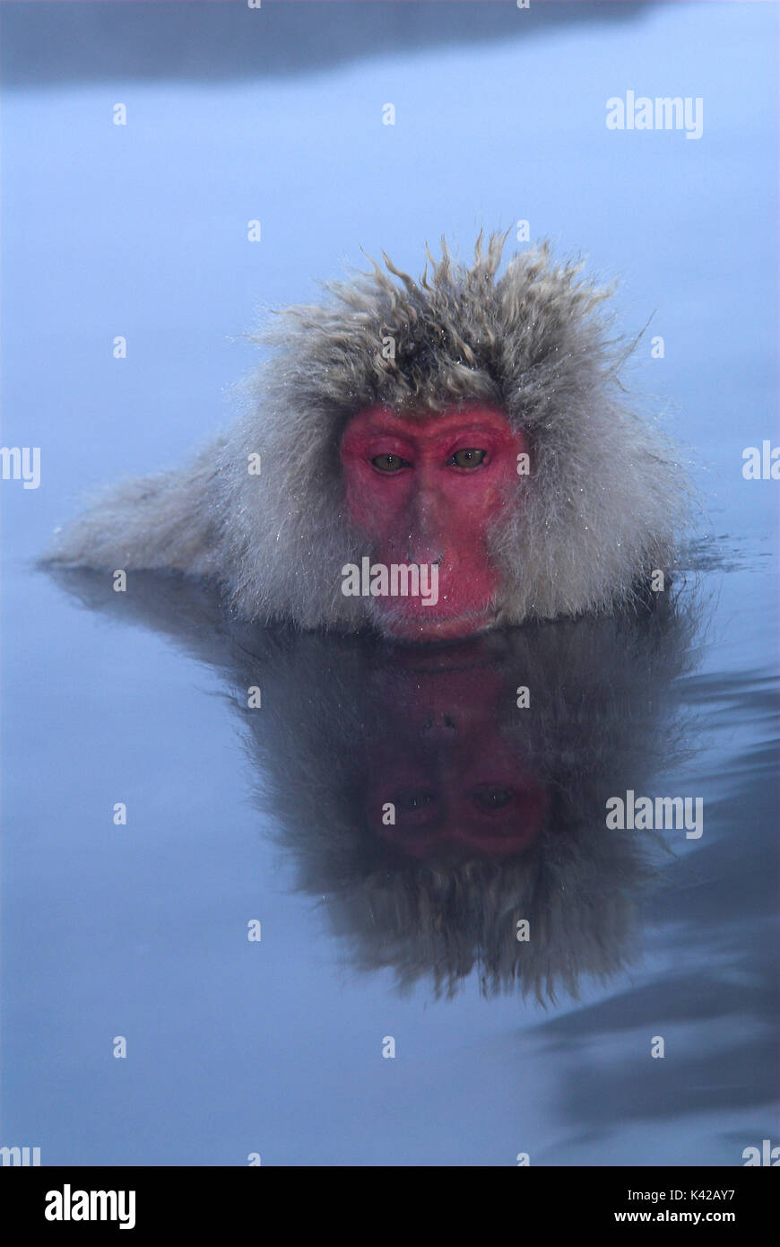 Japanese Macaque, Macaca, fuscata, bathing in hot water spring ...
