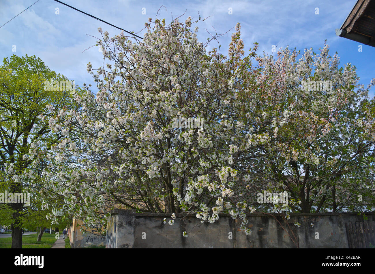 Cherry trees blossoming Stock Photo - Alamy