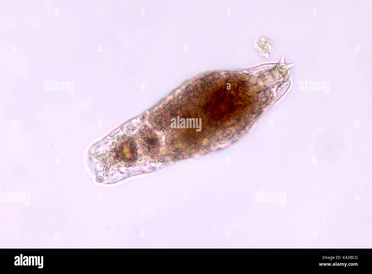 To be identified! - Microscopic Stock Photo - Alamy