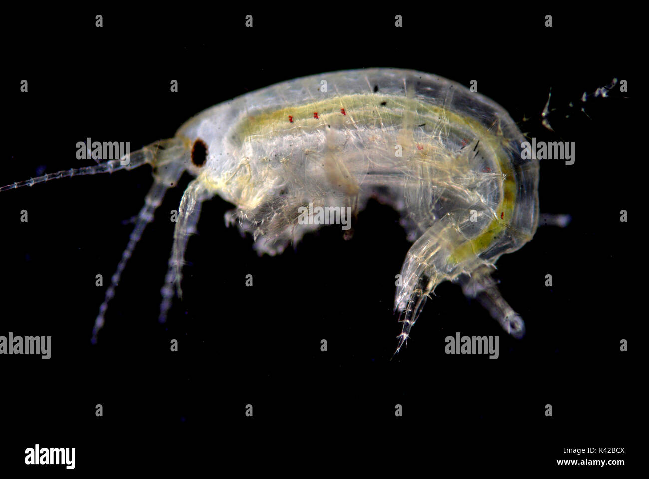 Microscopic Ocean Organisms