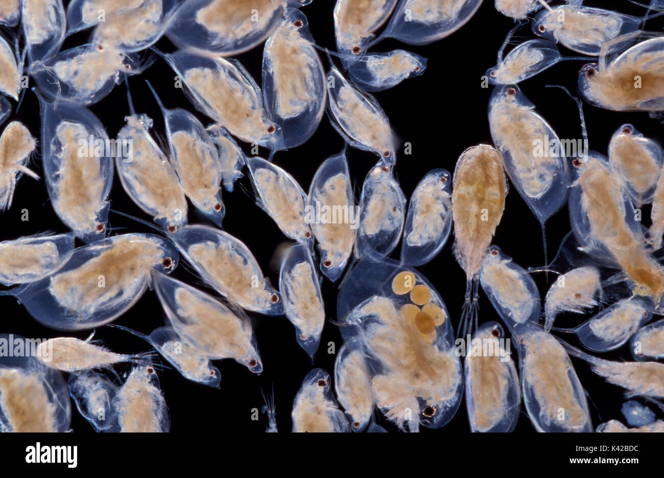 Daphnia, Water Fleas, water life, parthenogenesis, aquatic eggs macro ...