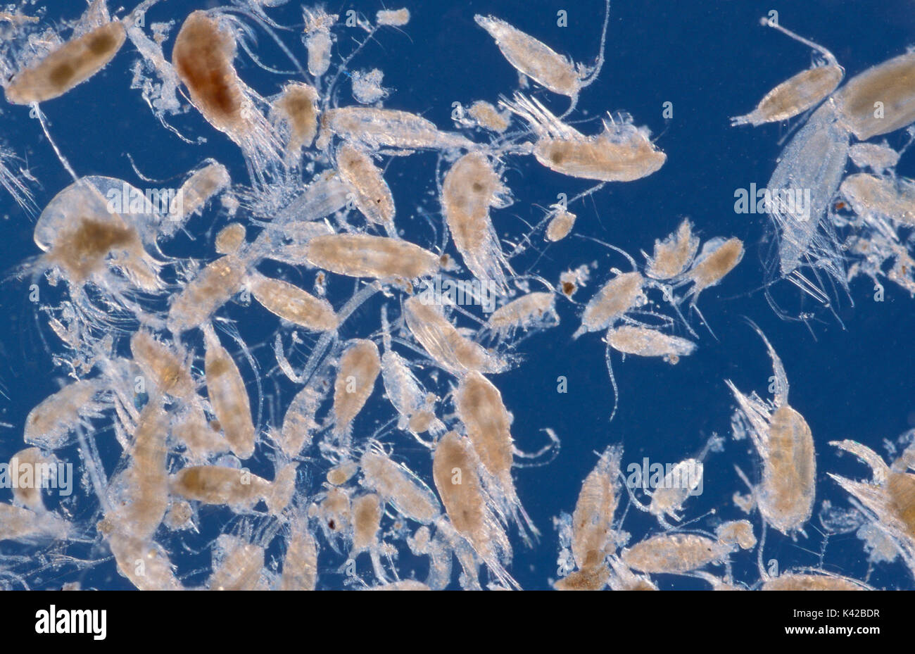 Marine plankton ocean sea oceanic macro microscopic Stock Photo ...