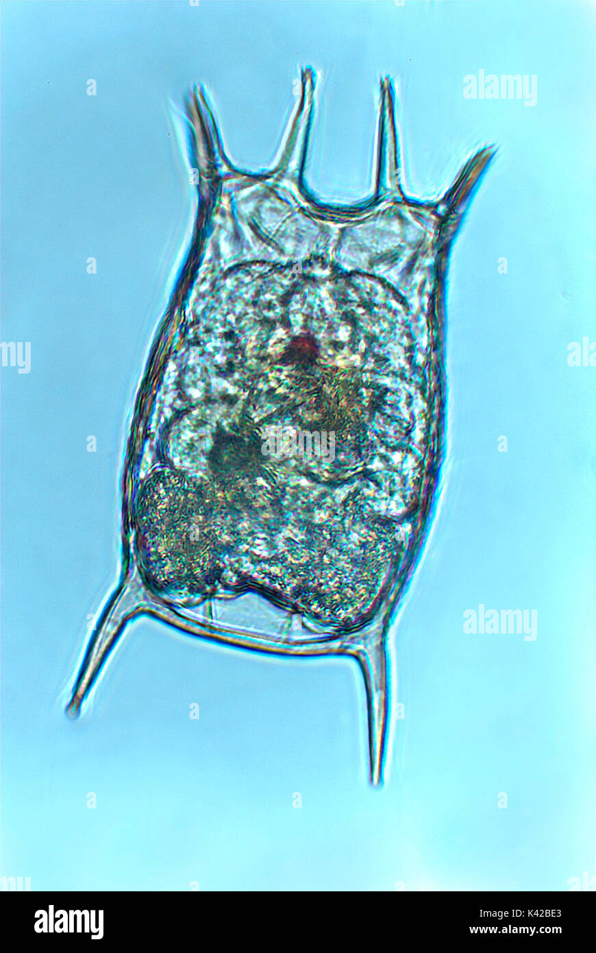 Rotifer Or Rotifers Or Stephanoceros High Resolution Stock Photography ...